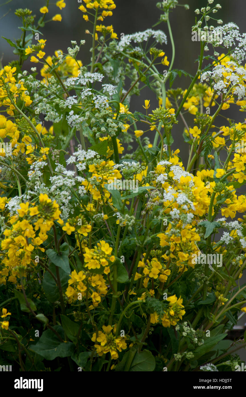 road flowers flowering at spring The Netherlands Stock Photo - Alamy
