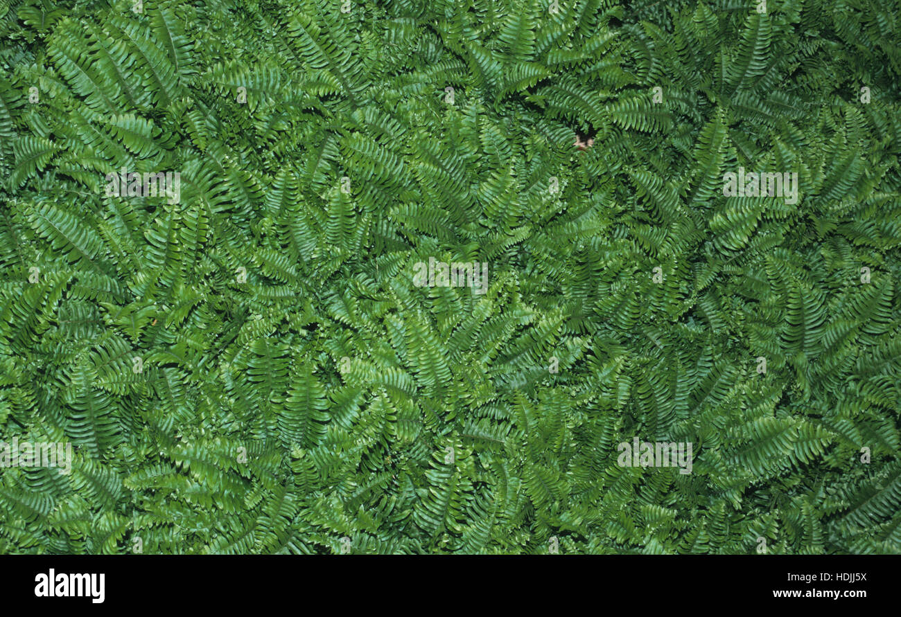 First record netherlands High Resolution Stock Photography and Images ...