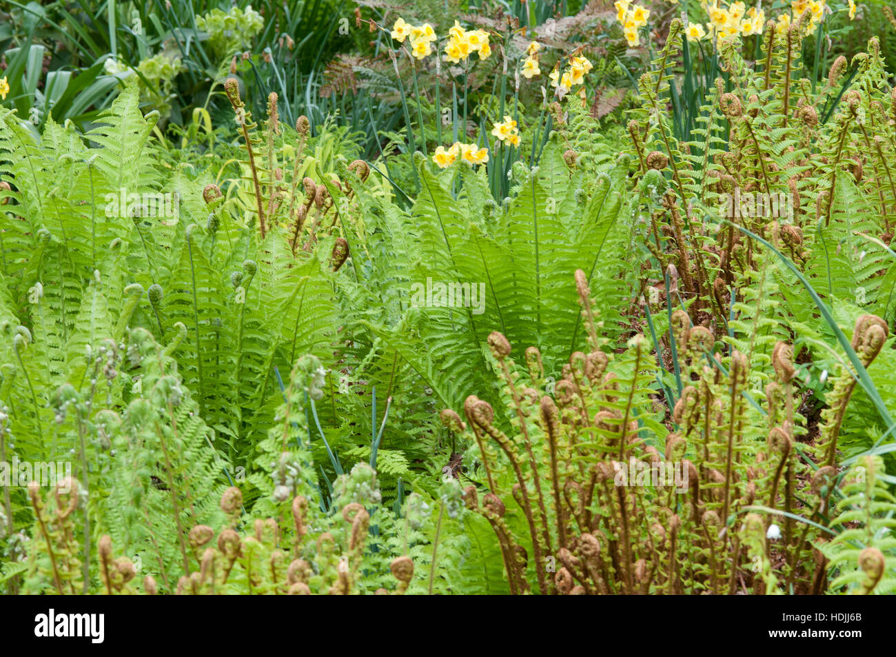 Ferns first appear in the fossil record 360 million years ago in the ...