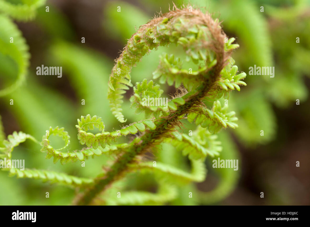 Ferns first appear in the fossil record 360 million years ago in the ...