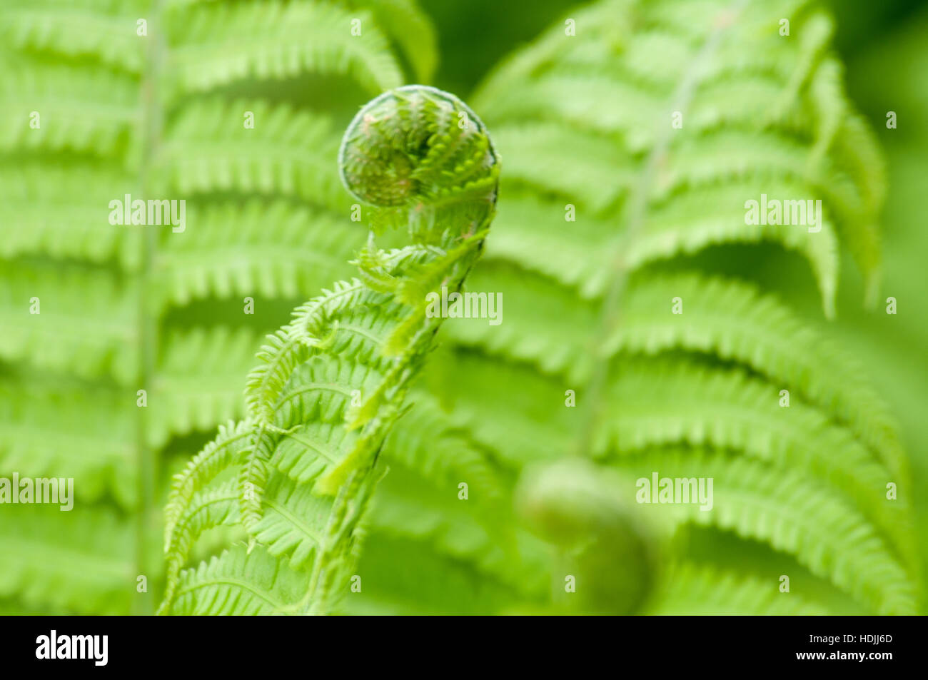 Ferns first appear in the fossil record 360 million years ago in the ...