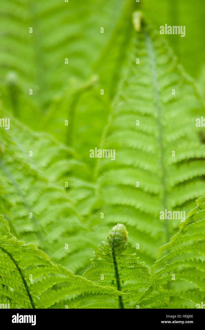 Devonian fossil fern hi-res stock photography and images - Alamy