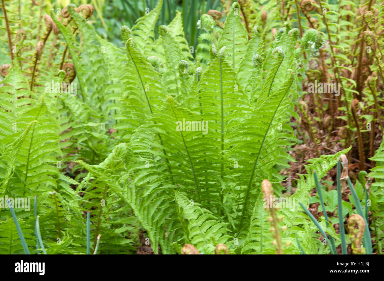 Ferns first appear in the fossil record 360 million years ago in the ...