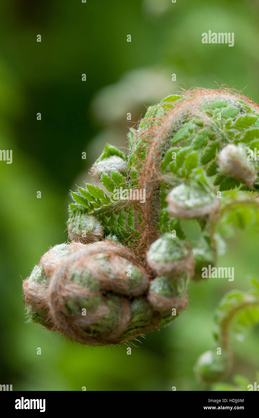 360 million years ago hi-res stock photography and images - Alamy