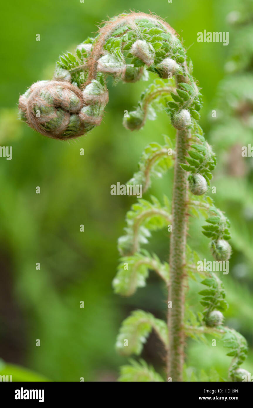 Ferns first appear in the fossil record 360 million years ago in the ...