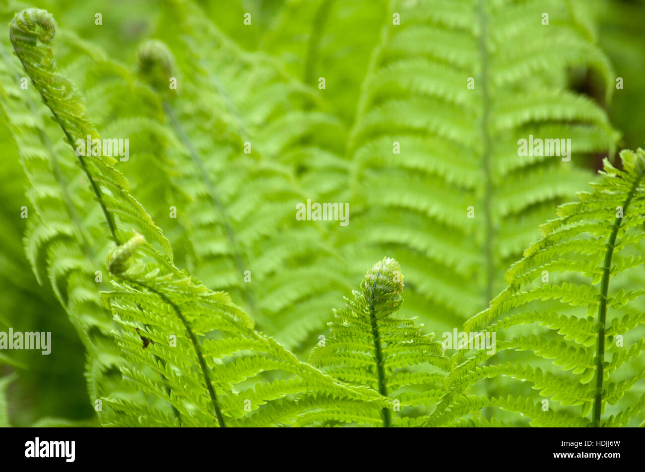 Ferns first appear in the fossil record 360 million years ago in the ...