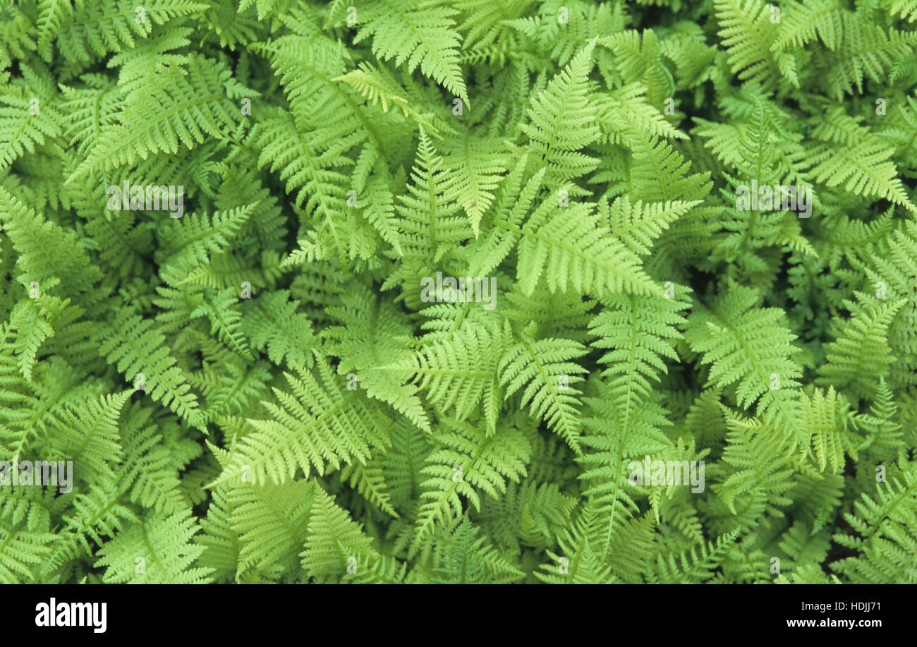Ferns first appear in the fossil record 360 million years ago in the ...