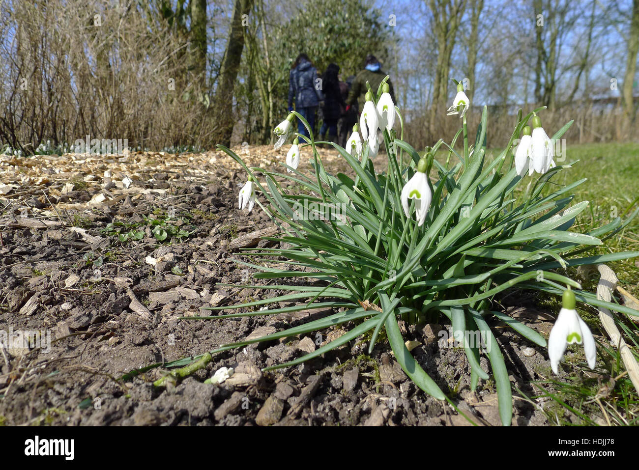 Mixed galanthus hi-res stock photography and images - Alamy