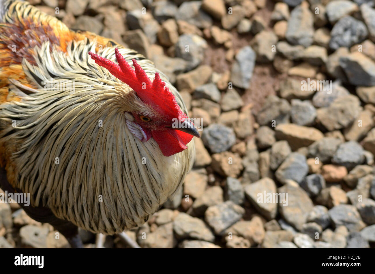 rooster close up Stock Photo - Alamy