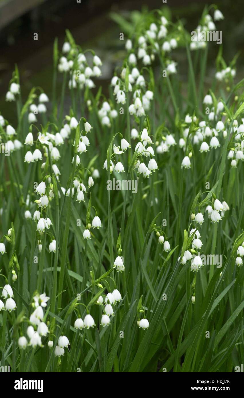 All species of Galanthus are perennial, herbaceous plants which grow ...