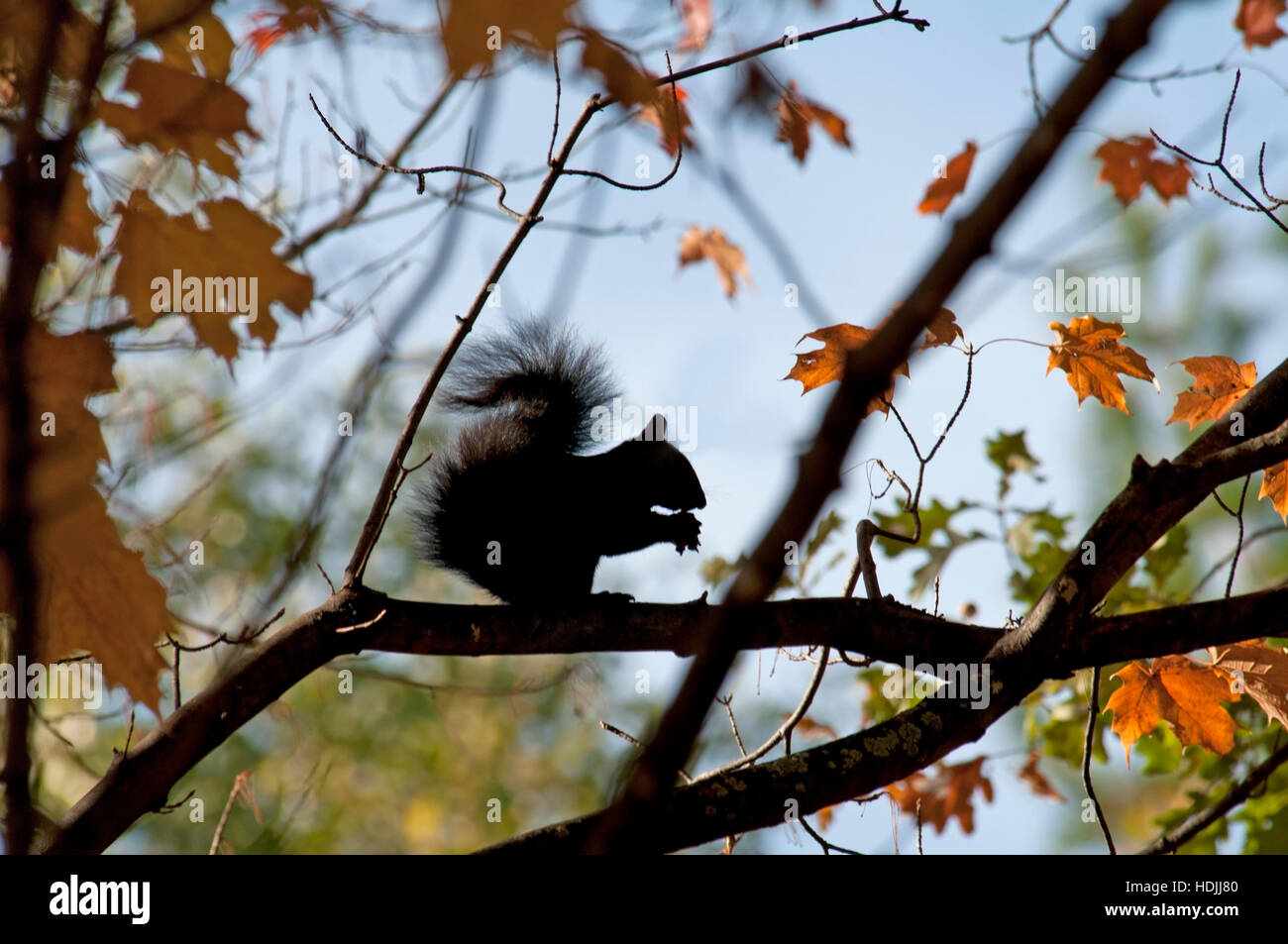 squirrel in a maple tree eating nuts Stock Photo - Alamy