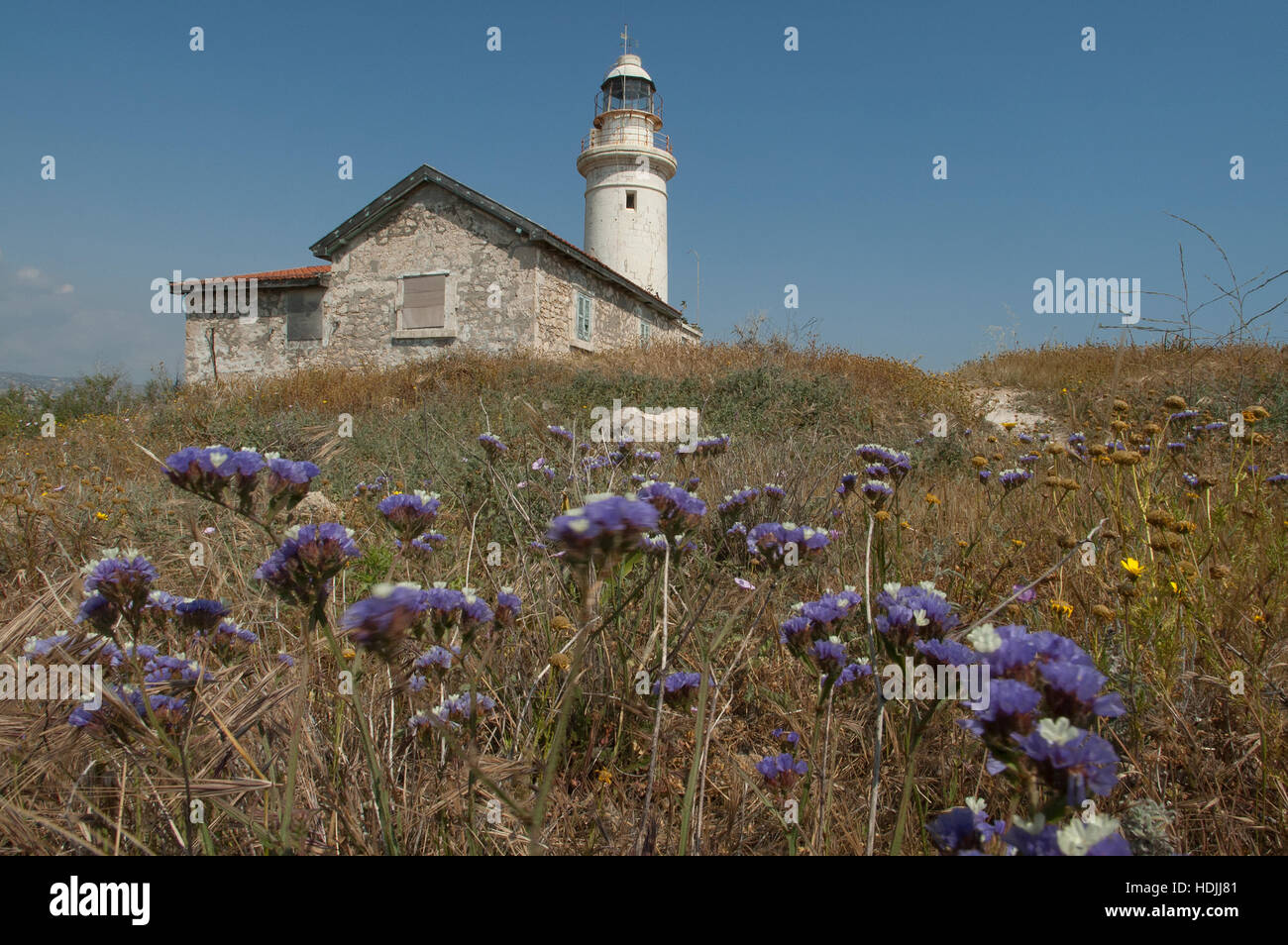 Sea Lavender (Limonium) and lighthouse in the blue sky Stock Photo - Alamy