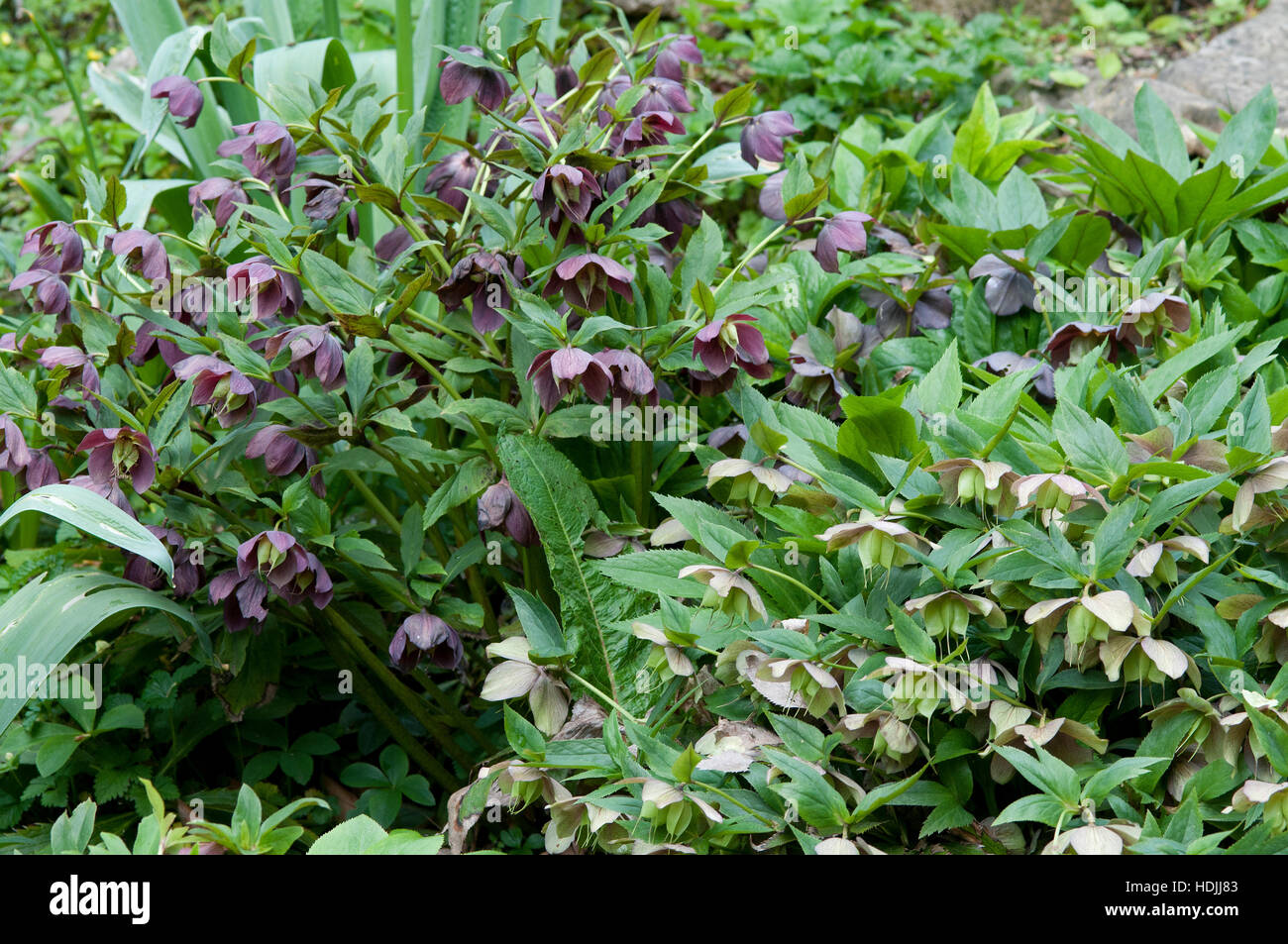 Hellebore is a traditional cottage garden favourite, because it flowers ...