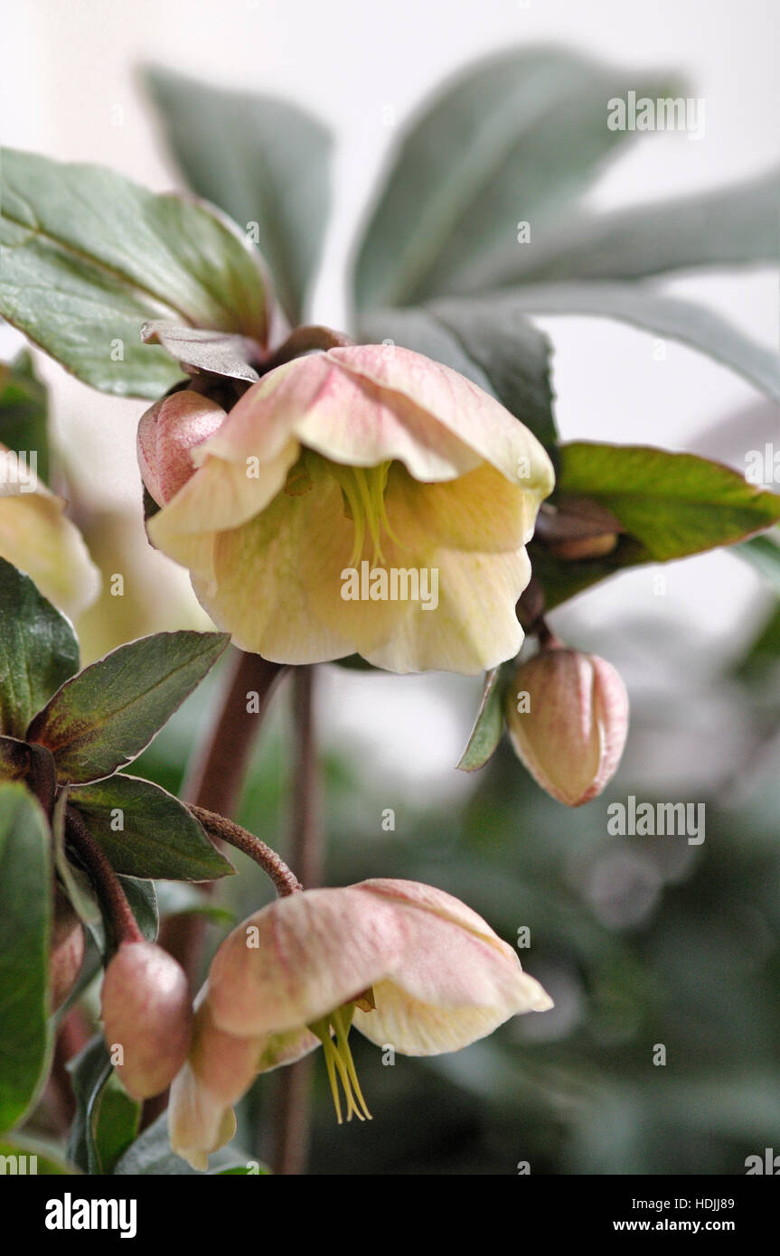 Hellebore is a traditional cottage garden favourite, because it flowers ...