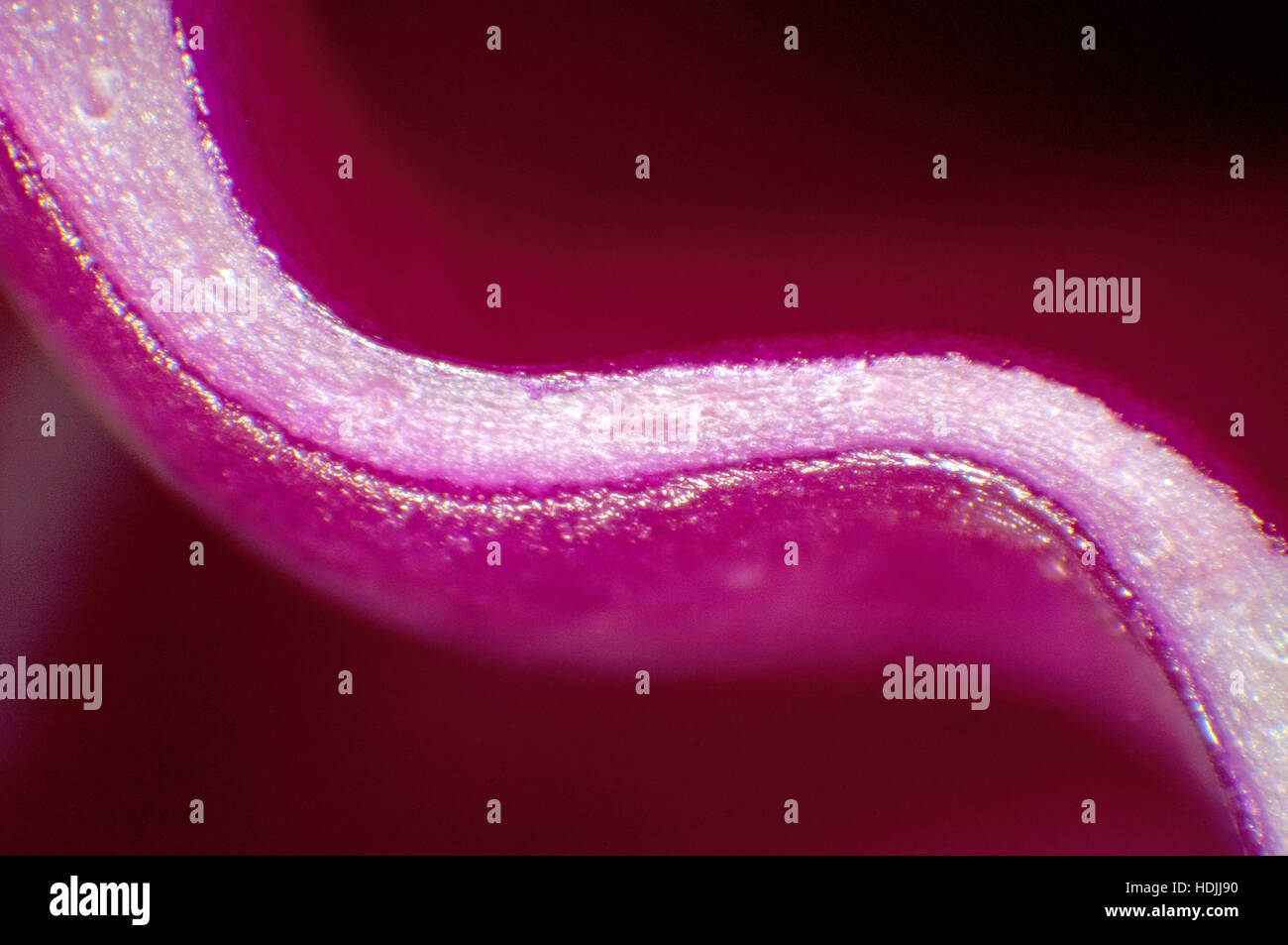 Detail from a line in a red cabage vegetable Stock Photo - Alamy