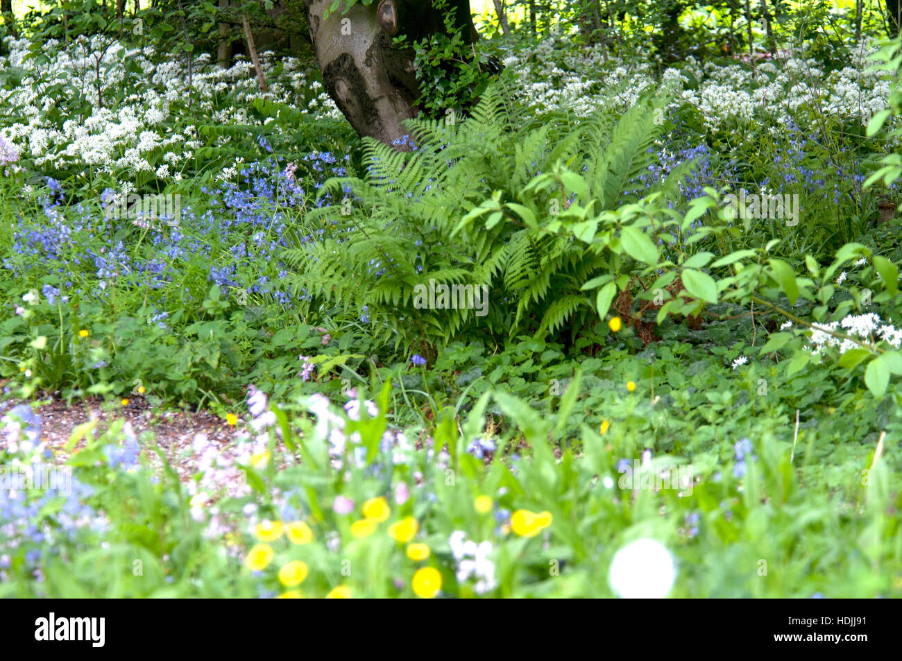 Ferns first appear in the fossil record 360 million years ago in the ...