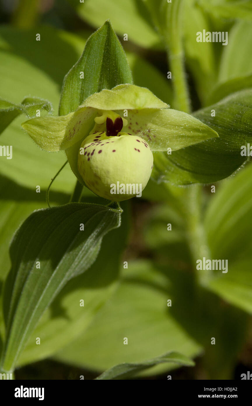 The Yellow Cypripedium (Cypripedium flavum), wild orchid Stock Photo ...