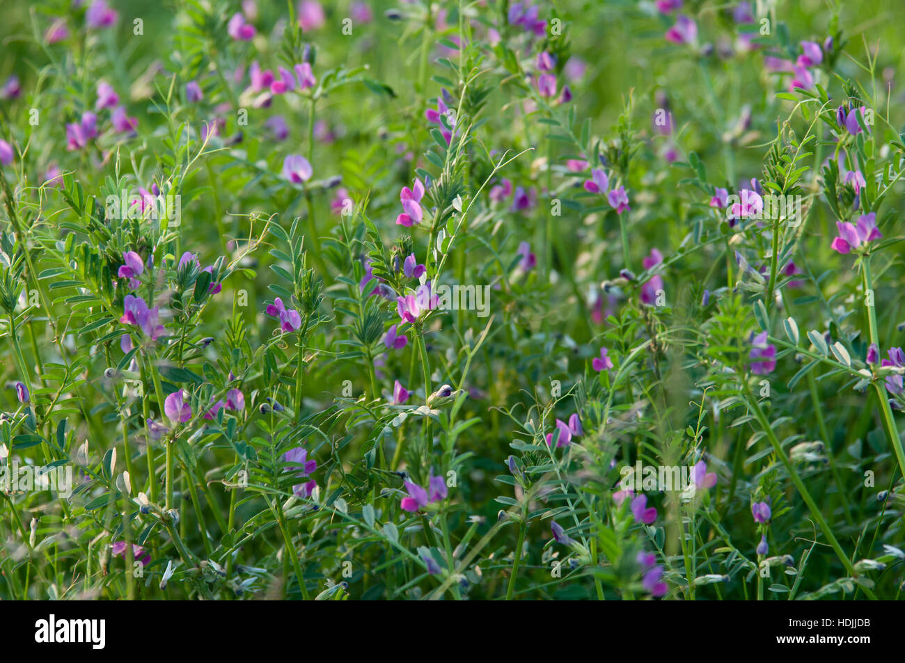 vetches Vicia in a field Stock Photo - Alamy
