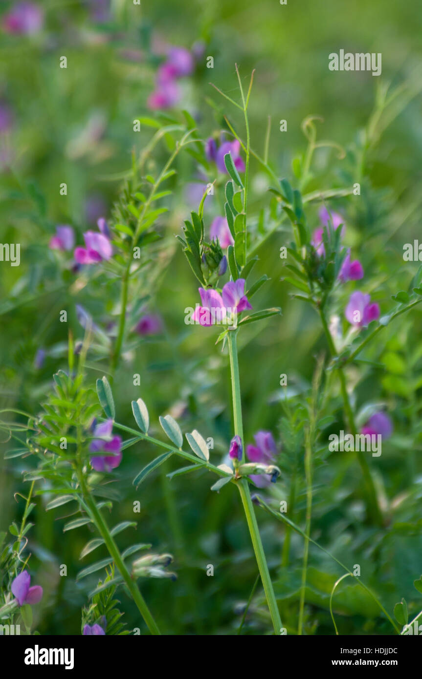 vetches Vicia in a field Stock Photo - Alamy