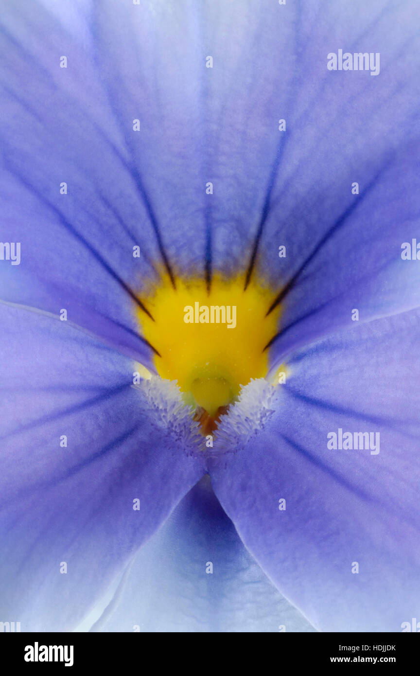 Wild pansy (Viola tricolor) flower. Close-up of a flower from a Viola ...