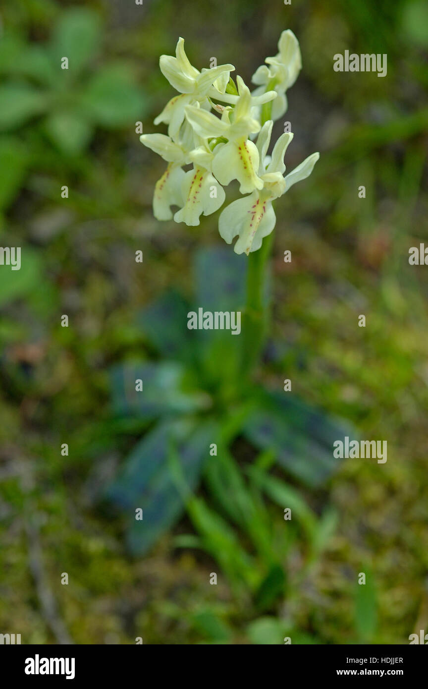 White Helleborine (Cephalanthera damasonium) in Cyprus field Stock ...