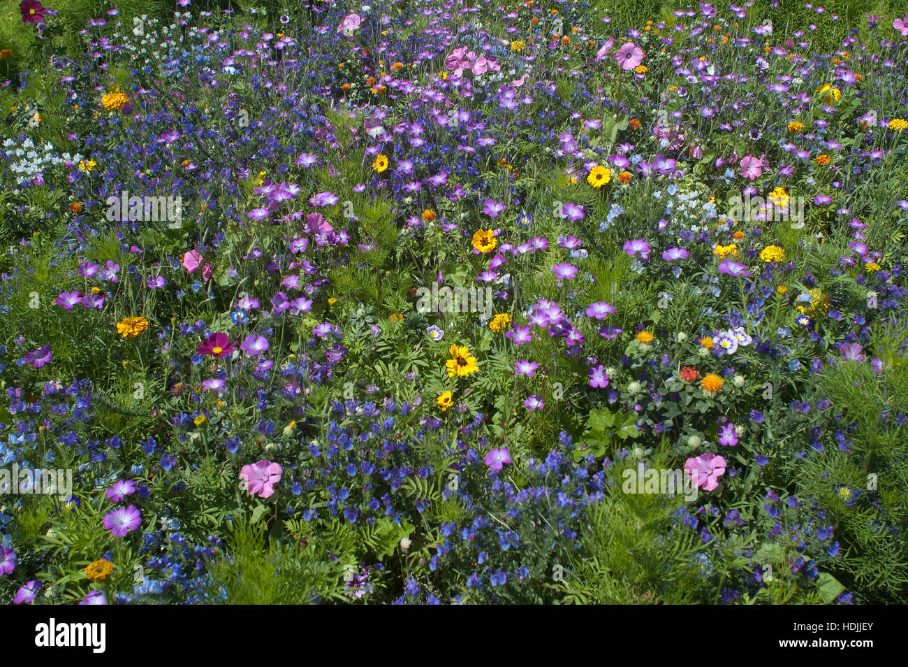 wild flower fields with annual plants from seeds Stock Photo - Alamy