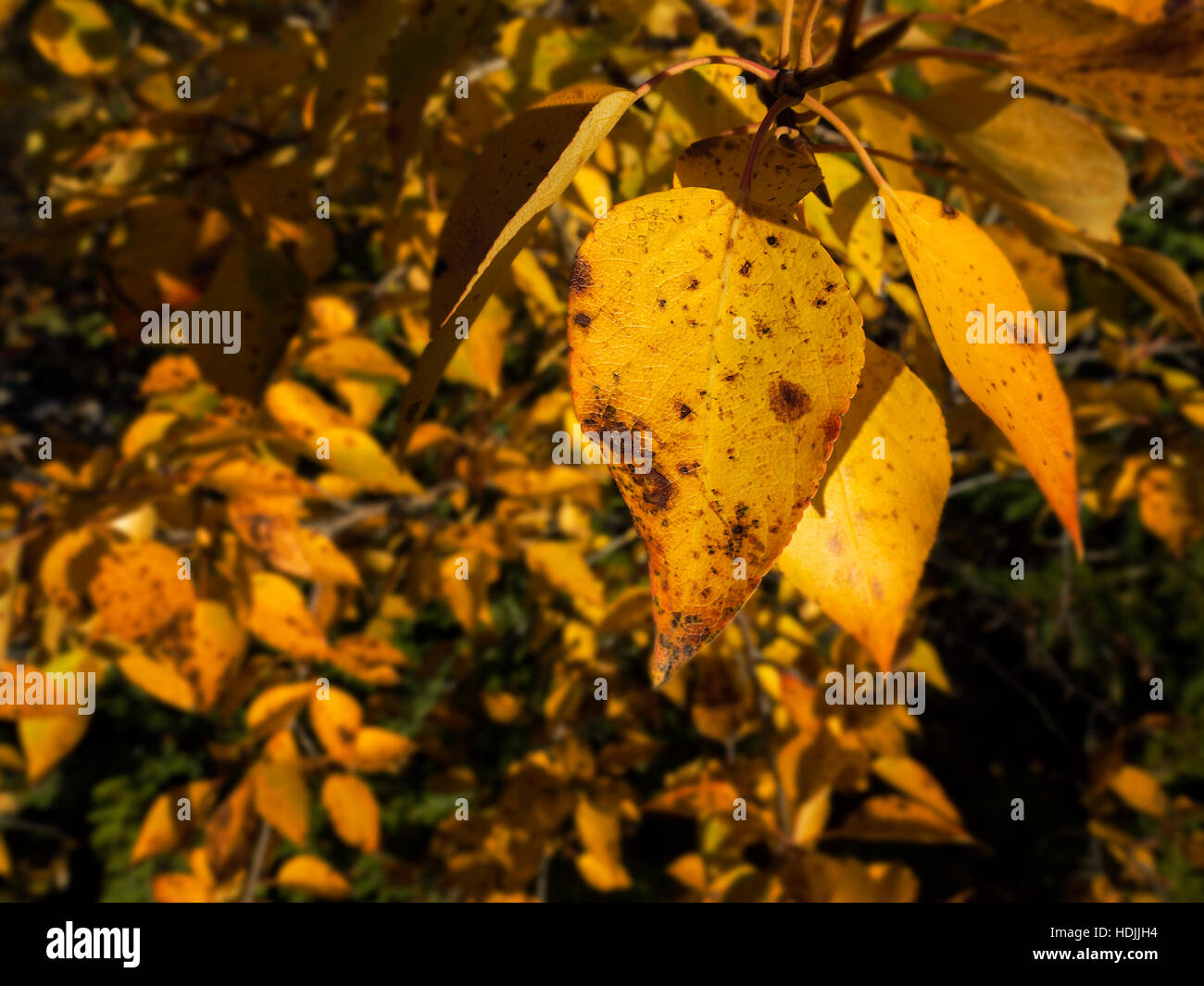 Yellow leaves banff hi-res stock photography and images - Alamy