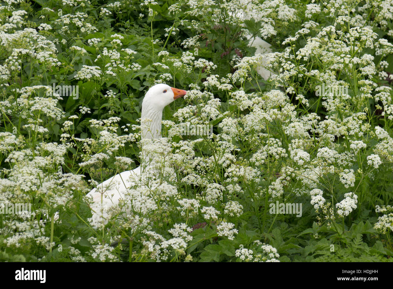 Cow parsley with a white goose in a field Stock Photo - Alamy
