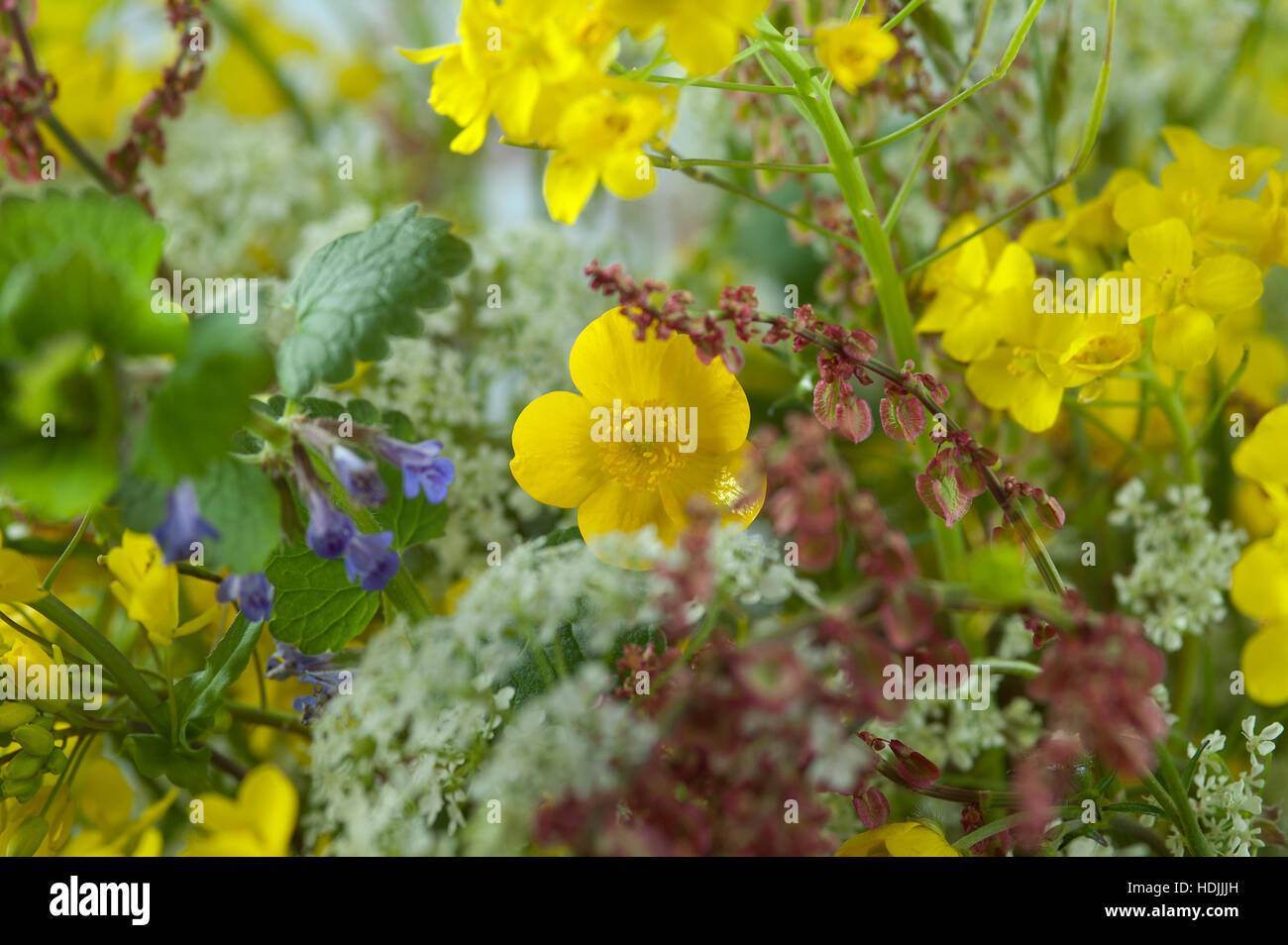 road flowers grow along roads as wild flowers Stock Photo - Alamy