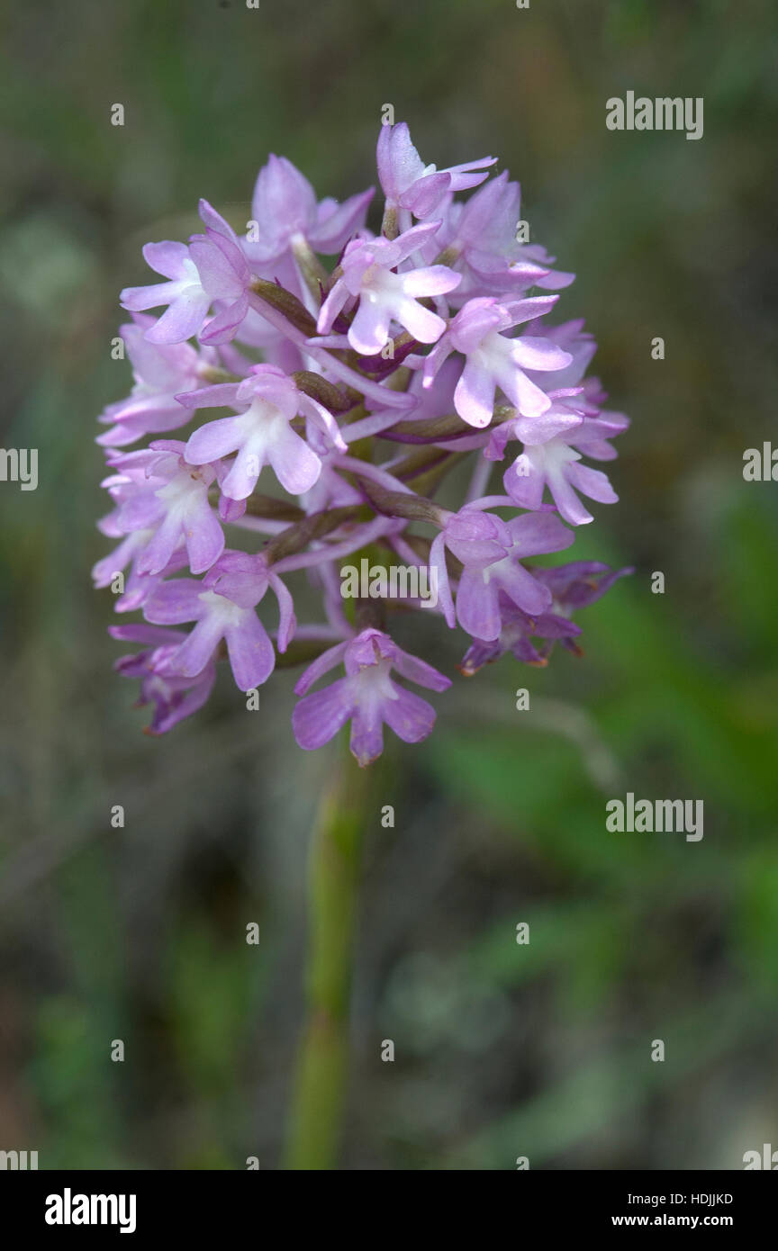 rare wild orchid at Cyprus Stock Photo - Alamy