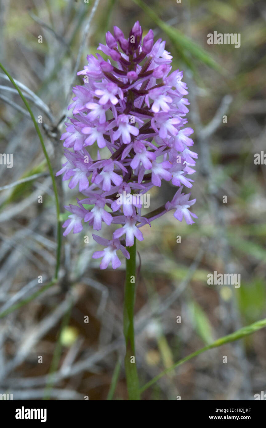 rare wild orchid at Cyprus Stock Photo - Alamy