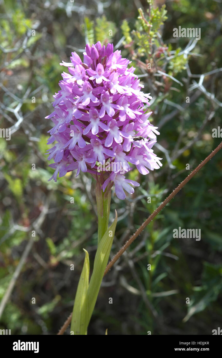 rare wild orchid at Cyprus Stock Photo - Alamy