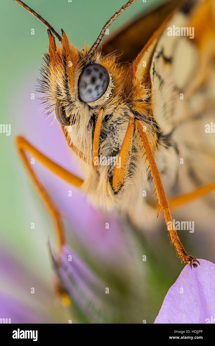 Species mimicry camouflage hi-res stock photography and images - Alamy