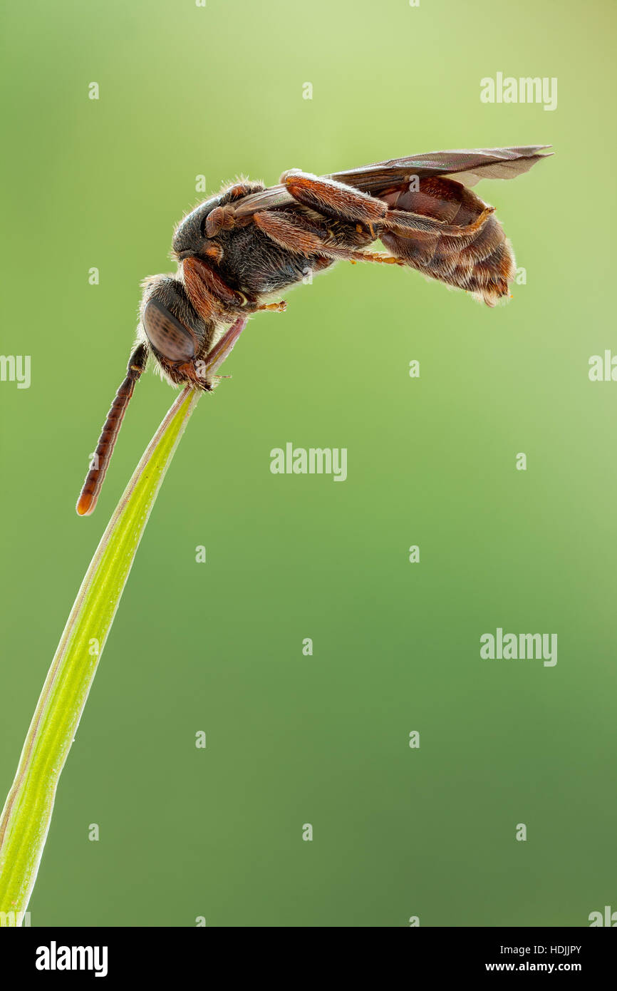 Is a subfamily hi-res stock photography and images - Alamy