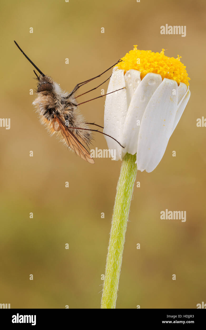 The Large Bee-fly, Bombylius major, is a bee mimic. The eggs are ...