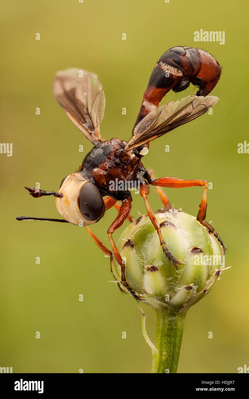 Conopidae hi-res stock photography and images - Alamy