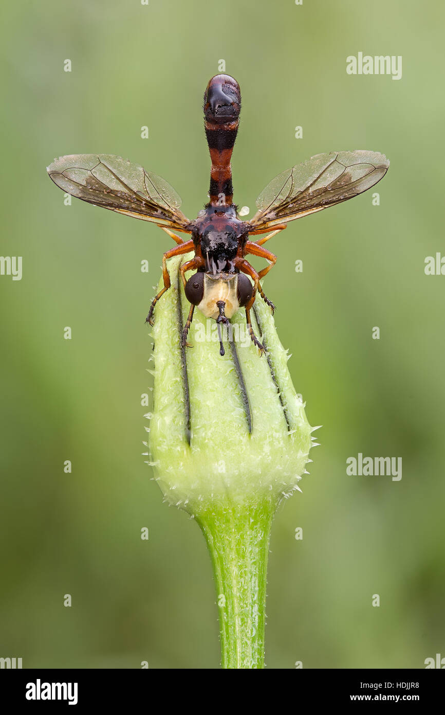 Conopidae hi-res stock photography and images - Alamy