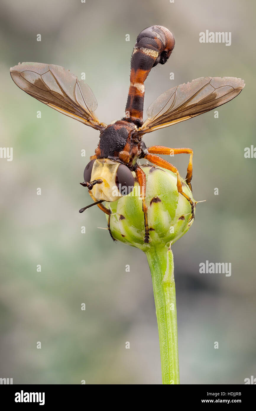Conopidae hi-res stock photography and images - Alamy