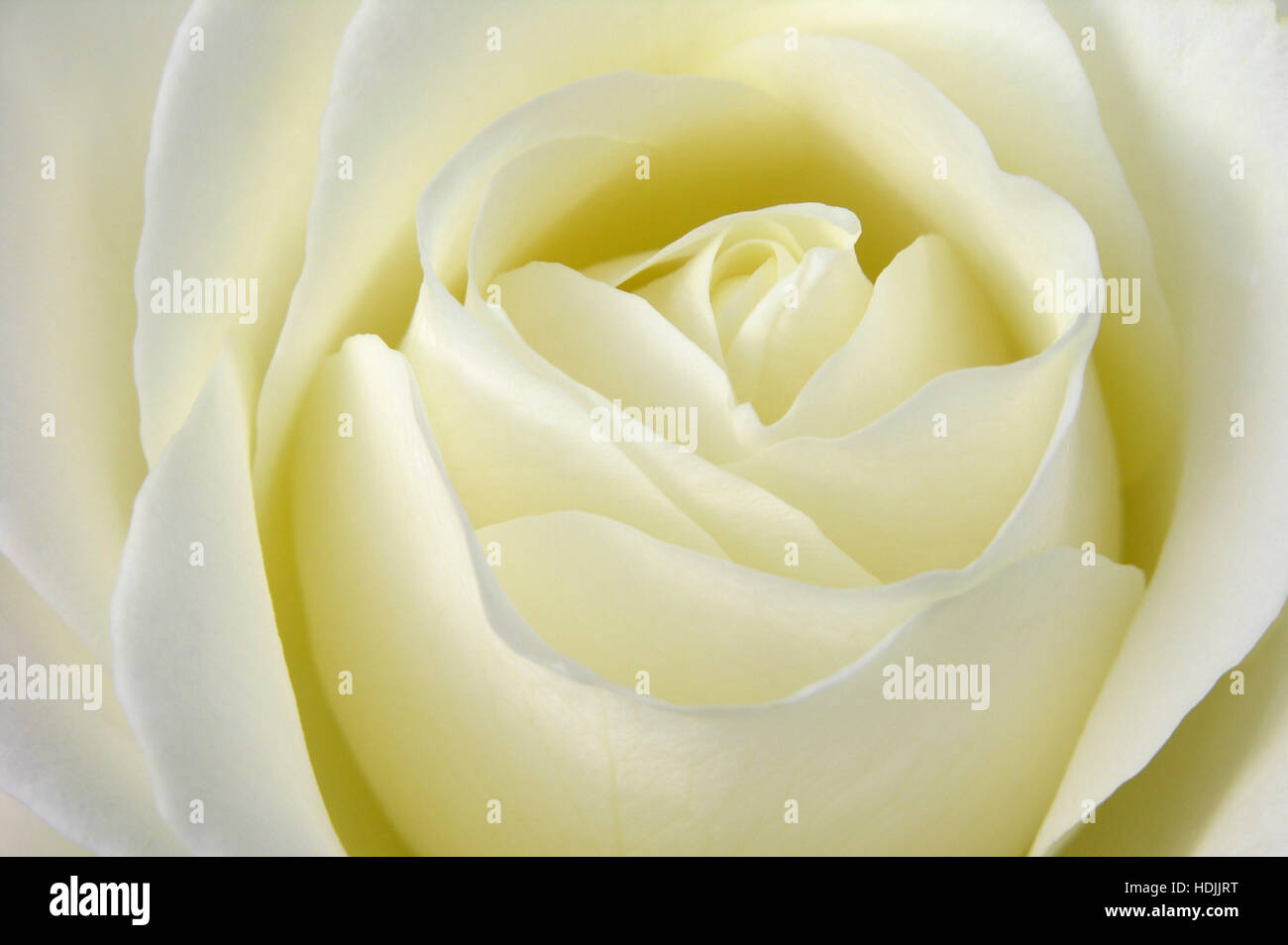 close up of a beautiful white rose Stock Photo - Alamy