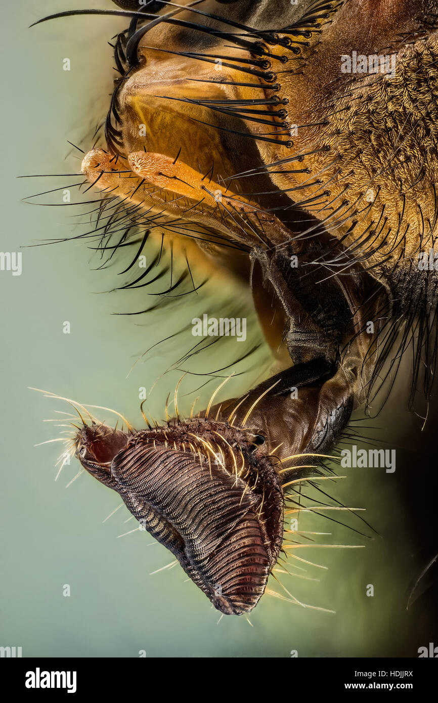 Labium hi-res stock photography and images - Alamy