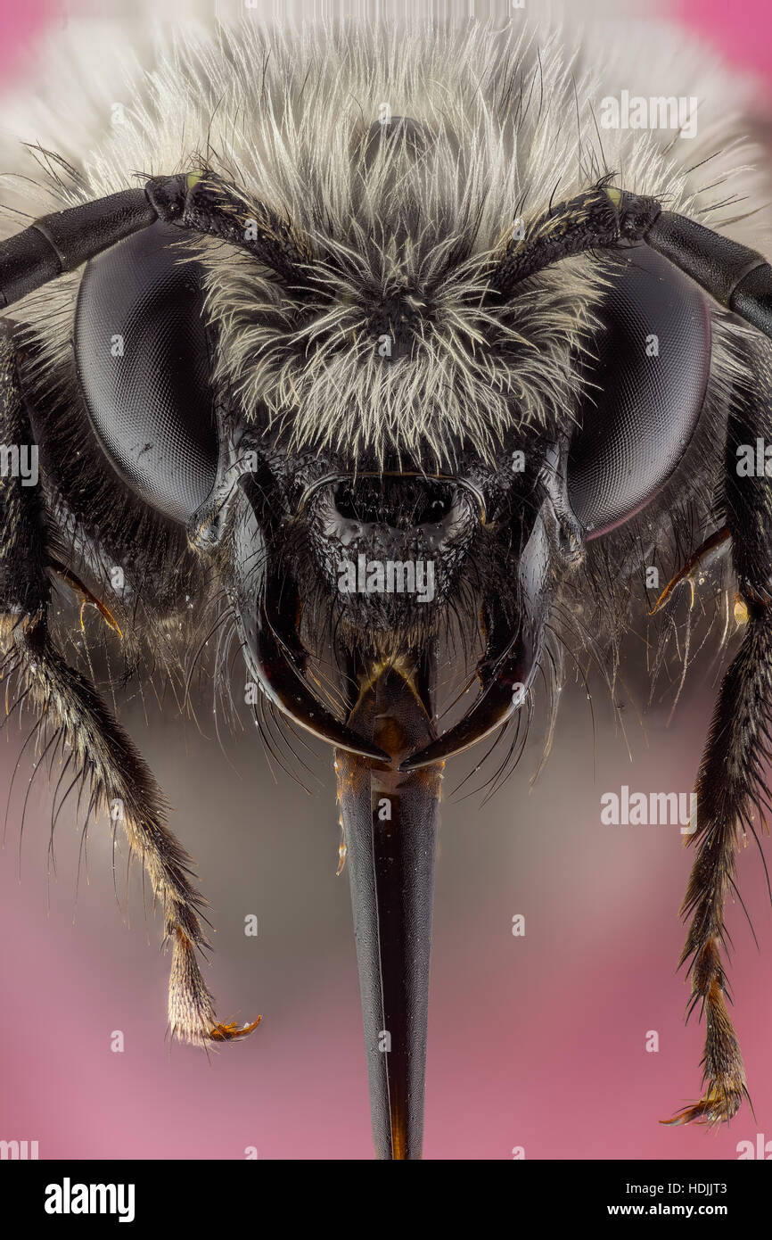 In the case of the best known bee species hi-res stock photography and ...