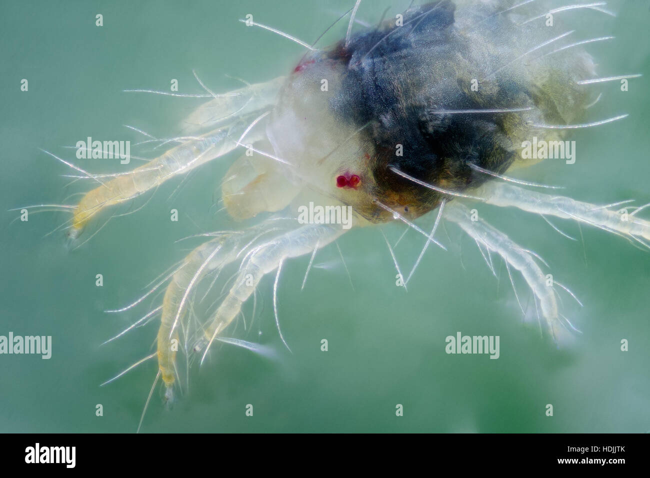 Spider mites are members of the Acari (mite) family Tetranychidae ...
