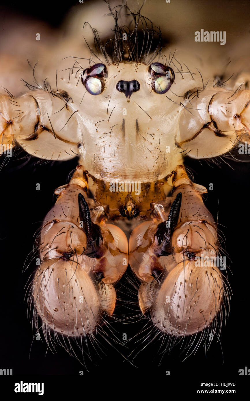 Cellar spiders hi-res stock photography and images - Alamy