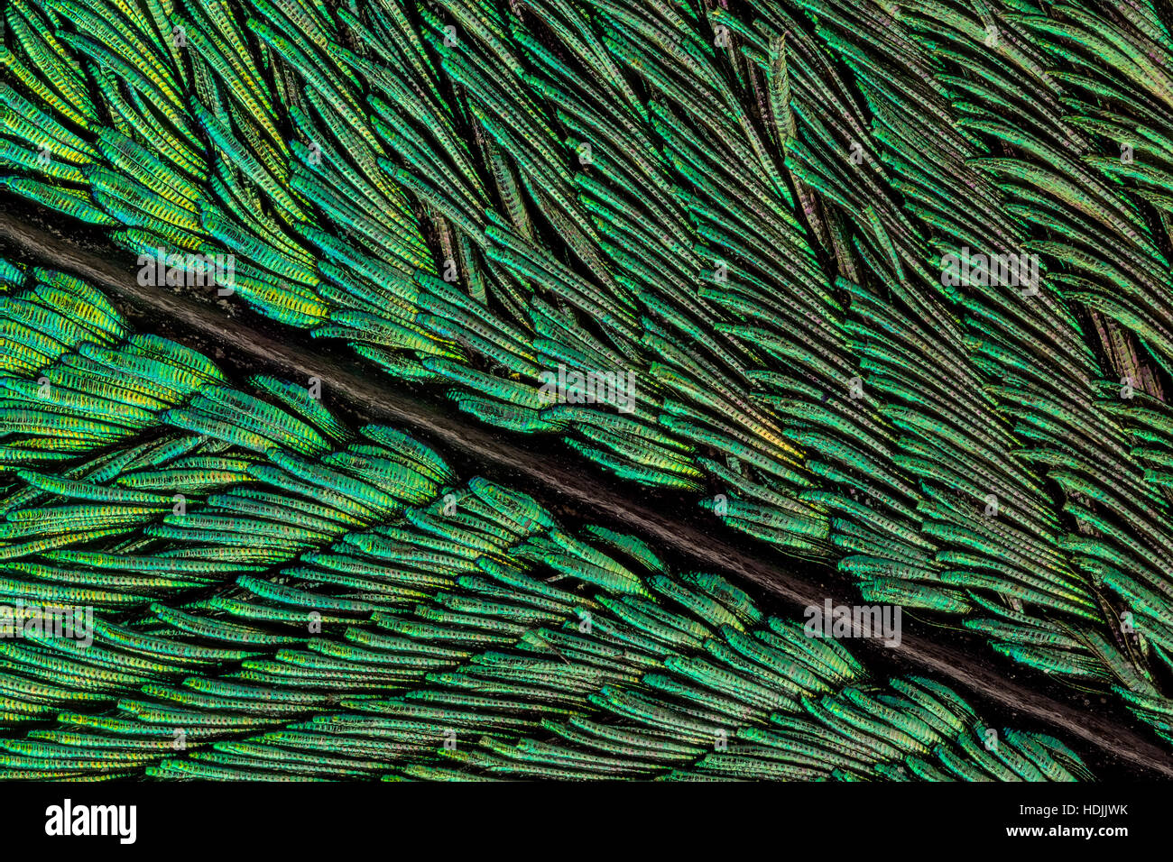 But their microscopic structure makes them also reflect blue hi-res ...