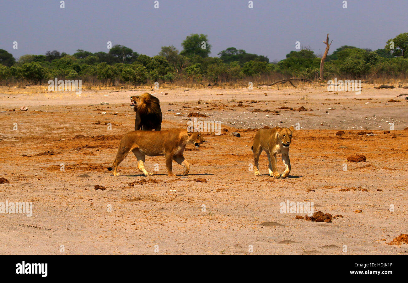 Lions, our regal predator of the African savanna Stock Photo - Alamy