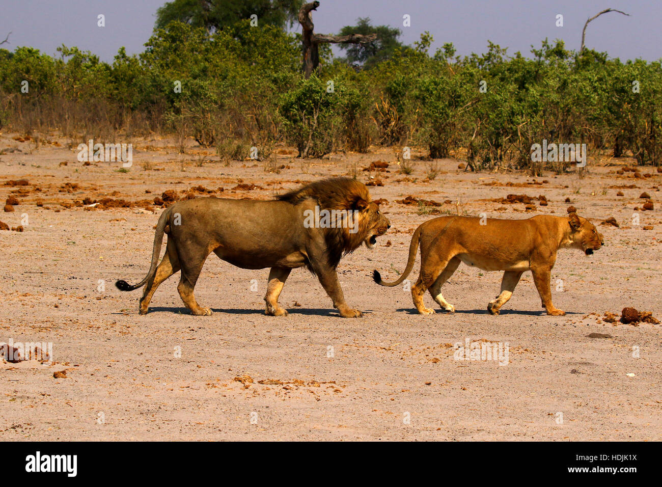 Lions, our regal predator of the African savanna Stock Photo - Alamy