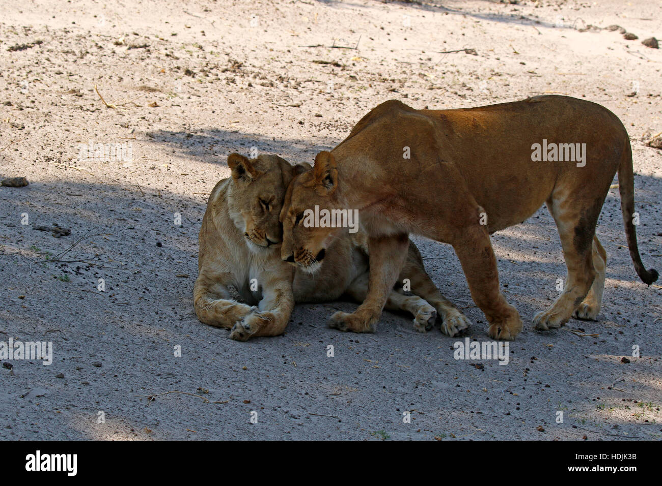 Lions, our regal predator of the African savanna Stock Photo - Alamy