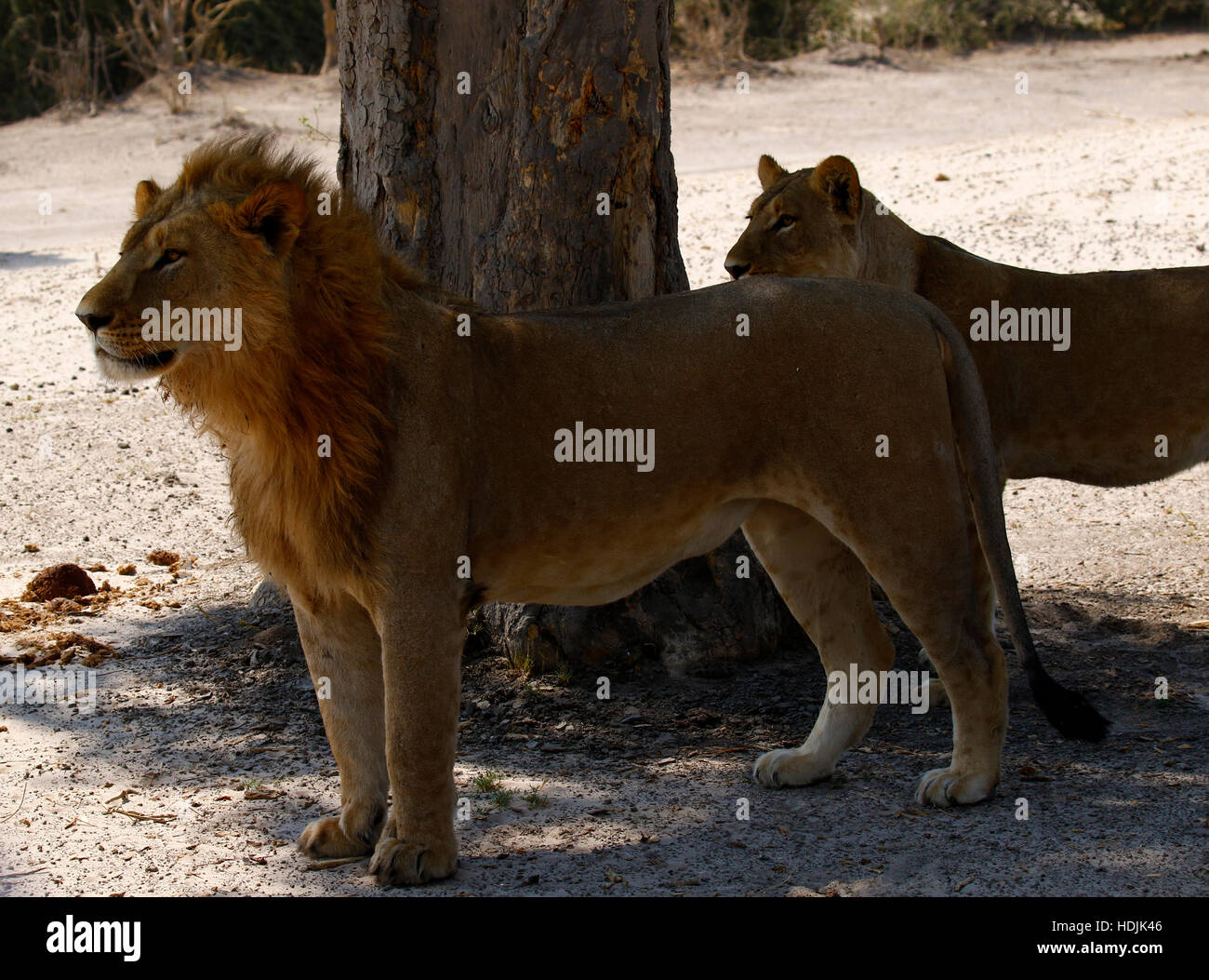 Lions, our regal predator of the African savanna Stock Photo - Alamy