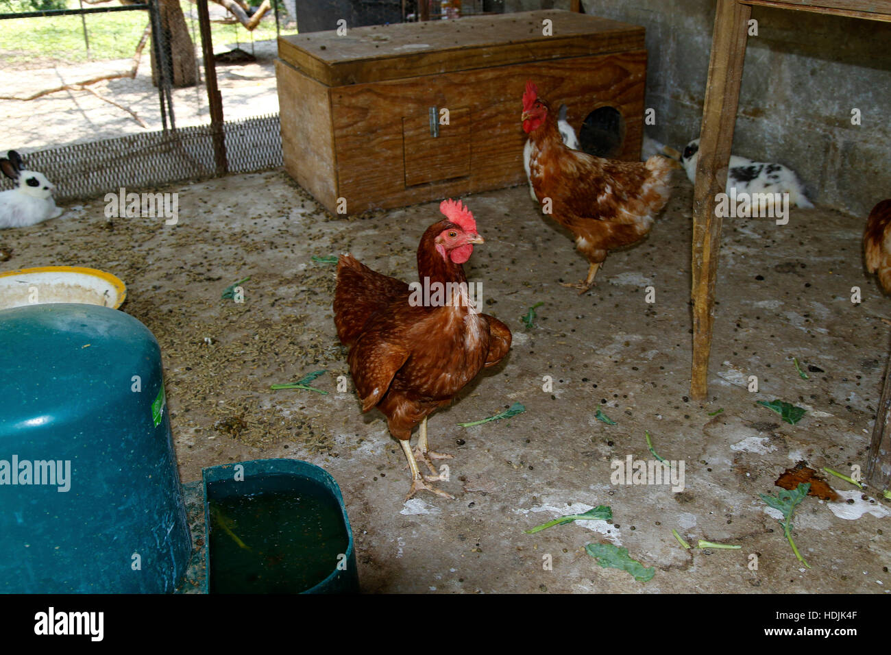 Rhode Island Red Chicken in their run with rabbits for company Stock ...