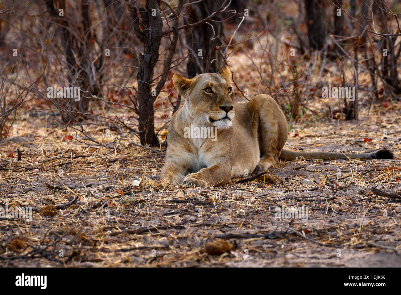Lions, our regal predator of the African savanna Stock Photo - Alamy